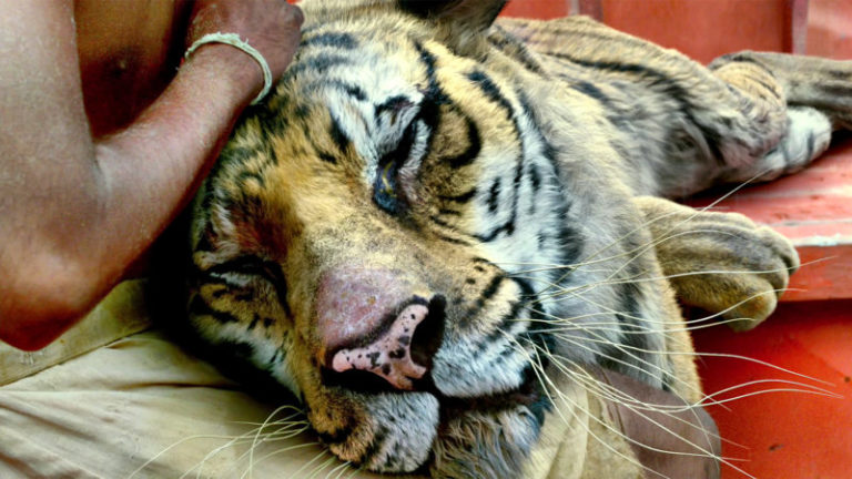 Life of Pi: Is it Full of Tiger Poop? | Stand By For Mind Control